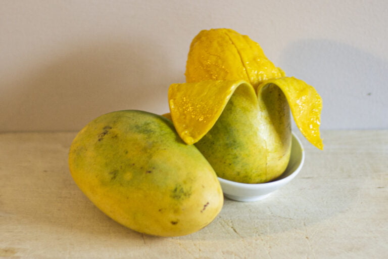 Temporada de mango tipos y variedades